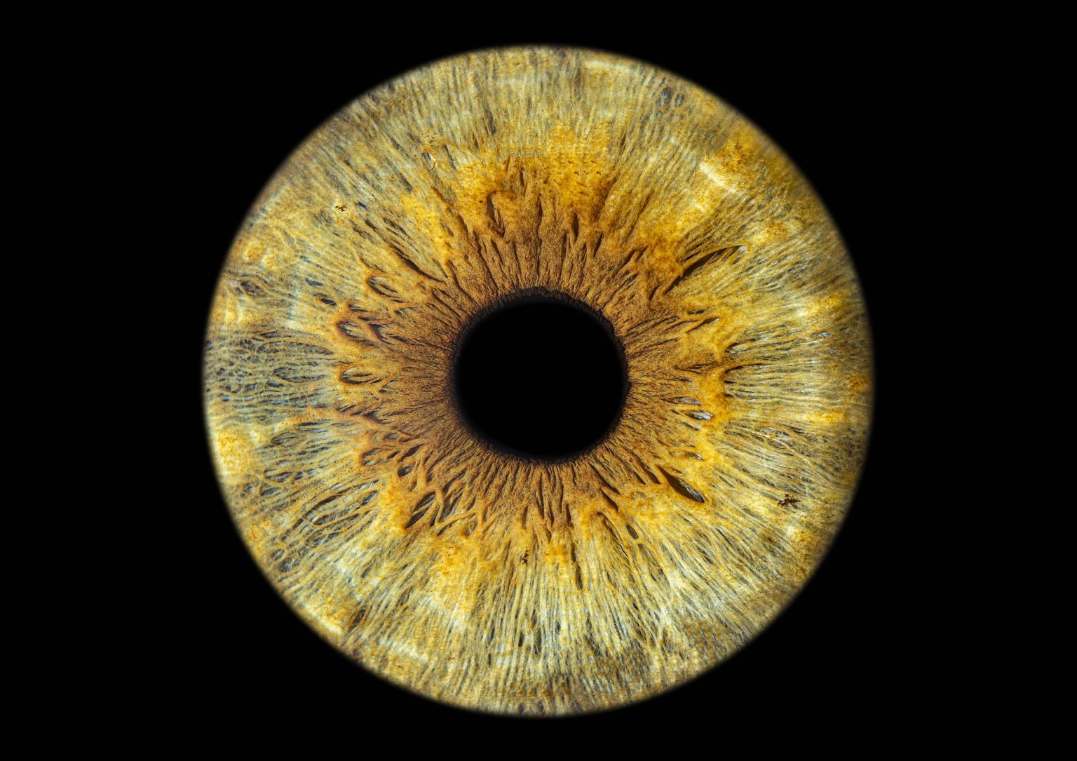 EYEMAZY, portrait de famille revisité - Toutma