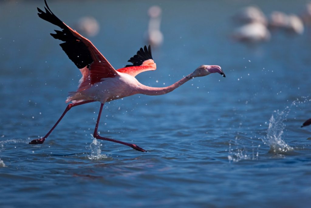 ADOPTE UN FLAMANT, préserver la Camargue - Toutma